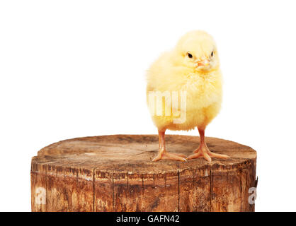 chicken standing on a stump isolated on white background Stock Photo ...
