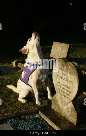 Yellow labrador Endal, a guide dog who was awarded the first ever ...
