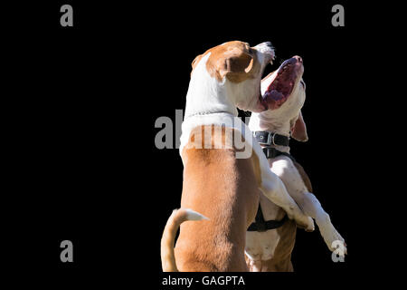 Dogs fight isolated on black Stock Photo - Alamy