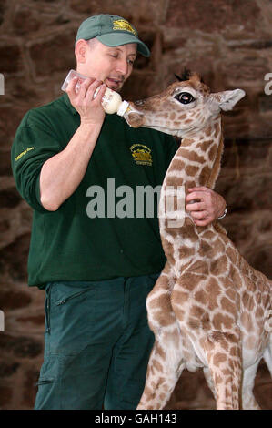 Hand-reared baby giraffe. Margaret, a 10-day-old Rothchild giraffe, who ...