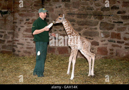 Hand-reared baby giraffe. Margaret, a 10-day-old Rothchild giraffe, who ...