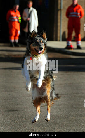 Collie Gemma, part of a new elite canine squad, during a mock rescue at ...