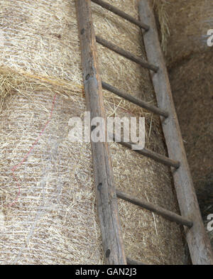 Ladder in the hayloft, dry hay for feed of farm animals Stock Photo - Alamy