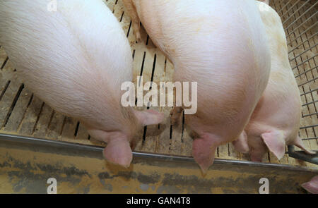 fat pigs and big sows eat in livestock of the pig farming Stock Photo ...