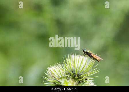 A Broad Centurion Soldier Fly perched on a thistle leaf Stock Photo - Alamy