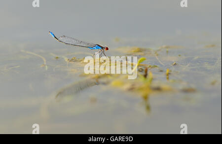 Blue red-eyed dragonfly (Erythromma najas) with prey sitting on a green ...