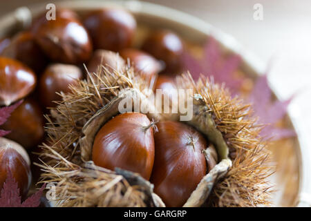 Chestnuts in the spiny husks, called burrs Stock Photo - Alamy