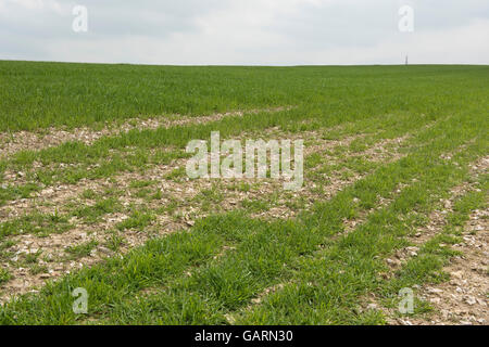 Rabbit (Cuniculus oryctolagus), grazing damage to growing Wheat crop ...
