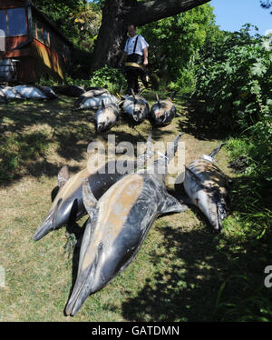 Dolphins die in mass stranding Stock Photo - Alamy