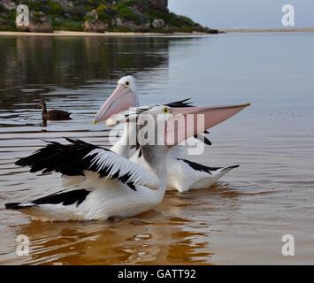 Two pelicans swimming in a calm water body, showcasing their ...