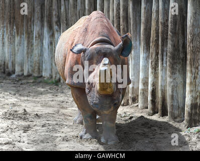 Rhinoceros horns sawn-off Stock Photo - Alamy