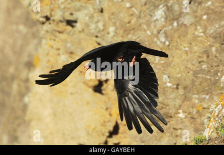 A Cornish Chough flying over the nesting site close to Lizard Point in ...