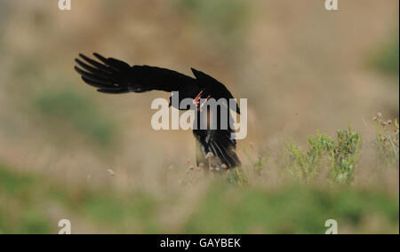 A Cornish Chough flying over the nesting site close to Lizard Point in ...