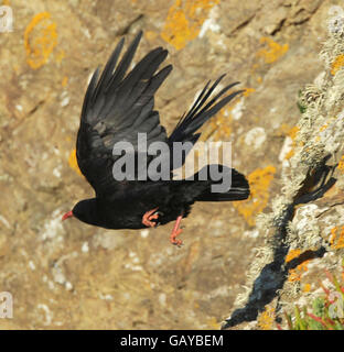 A Cornish Chough flying over the nesting site close to Lizard Point in ...