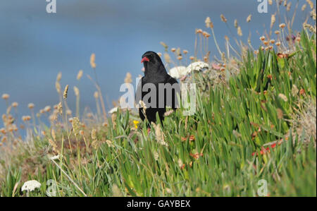 Cornish Chough at Lizard Point Stock Photo - Alamy
