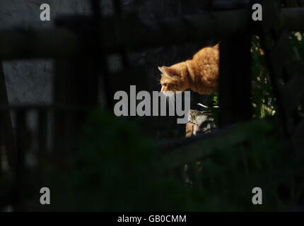 Ginger cat hunting in garden Stock Photo - Alamy