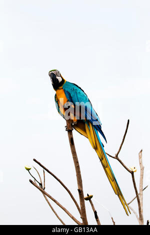 Blue and yellow parrot on a stand in circus Stock Photo - Alamy