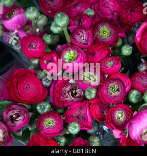 the bordeaux ranunculus background Stock Photo - Alamy