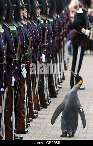 Edinburgh Zoo penguin and Colonel-in-Chief of the Norwegian King's ...