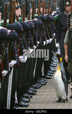Edinburgh Zoo penguin and Colonel-in-Chief of the Norwegian King's ...