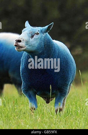 Sheep on the farm Stock Photo - Alamy