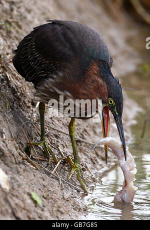 A closeup of a green heron eating a fish on the wooden fence Stock ...