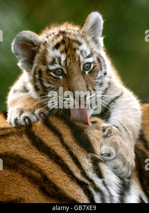 tiger cub headshot or head shot - panthera tigris Stock Photo - Alamy