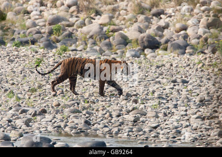 Dhikala , the heart of Corbett Tiger Reserve at the foothills of the ...