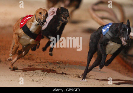 Greyhounds - Brighton & Hove Greyhound Stadium Stock Photo: 106891656 ...