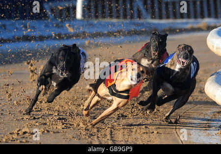 Greyhound Racing - Brough Park. Teddy Growler (centre, orange bib) goes ...