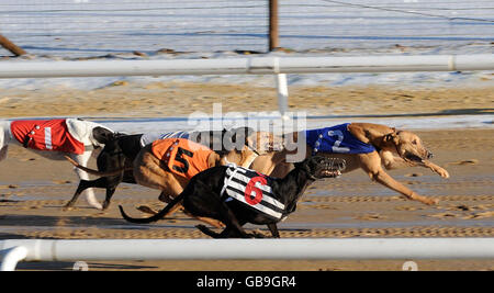 Greyhound Racing - Brough Park Stock Photo - Alamy
