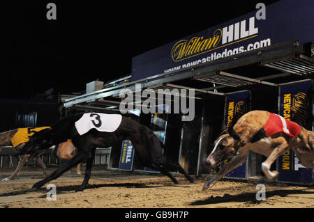 Greyhound Racing - Brough Park. A general view of greyhounds coming out ...