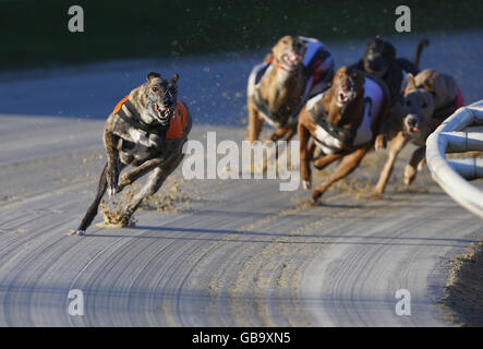 Greyhounds - Brighton & Hove Greyhound Stadium Stock Photo - Alamy