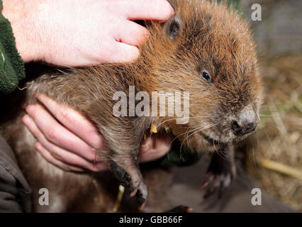 A close up image of a beaver holding a branch that he has just cut ...