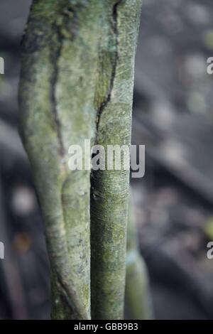 Luan mountain forest museum Stock Photo - Alamy