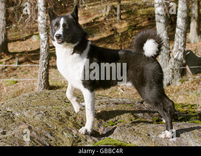Karelian Bear Dog. A Finnish breed. Tenacious and fearless, bred to ...