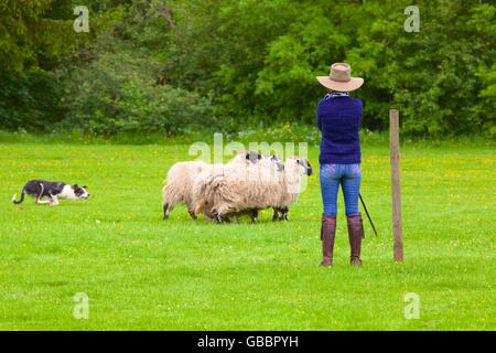 Katy Cropper Shepherdess competing at Alston Sheep Dog Trials, Alston ...