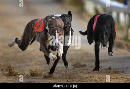 Greyhound Racing - Hall Green. Greyhounds race at Hall Green track in ...
