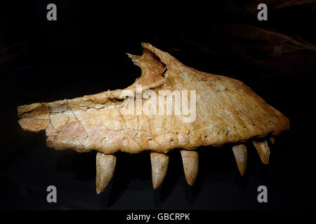 Fossil dinosaur teeth (Carcharodontosaurus saharicus), (from Upper ...