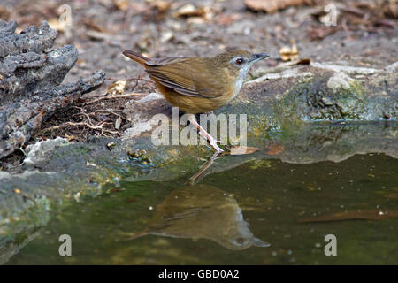 Abbott's Babbler (Malacocincla abbotti) in nature, Thailand Stock Photo ...