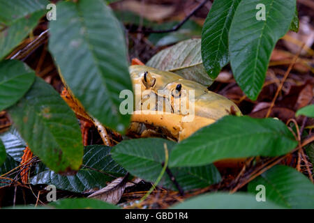 The yellow morph of the Ascension Island Land Crab (Johngarthia ...
