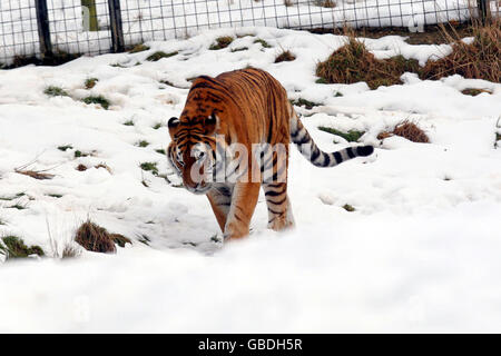 Siberian tiger walks through the snow Stock Photo - Alamy