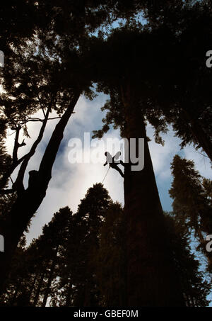 Grand fir tree one of the tallest in Britain measuring 208 feet in 1989 ...