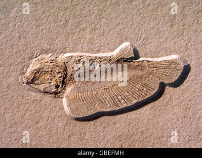 prehistory, fossils, zoology / animals, bony fish (Urocles), Eichstätt ...