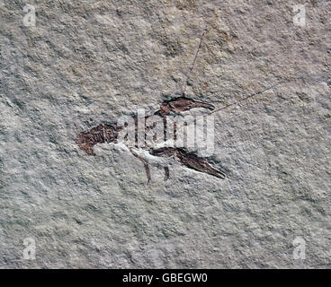 Aeger tipularius Fossil Prawn Jurassic Phylum Arthropoda Class ...