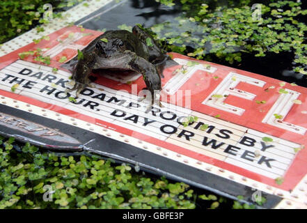 A common garden frog at the UK's first hotel for frogs in Redhall ...