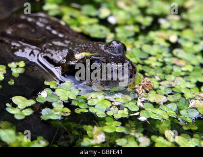 A common garden frog at the UK's first hotel for frogs in Redhall ...
