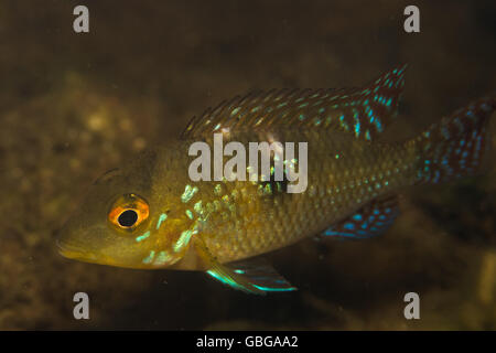 Pearl Cichlid (Geophagus brasiliensis) - Freshwater Fish Stock Photo ...