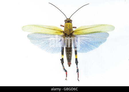 Yellow hopper from the Brazilian Savannah Stock Photo - Alamy