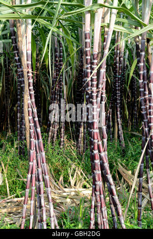 a sugar plantation in a village near the city of Myeik in the south in ...
